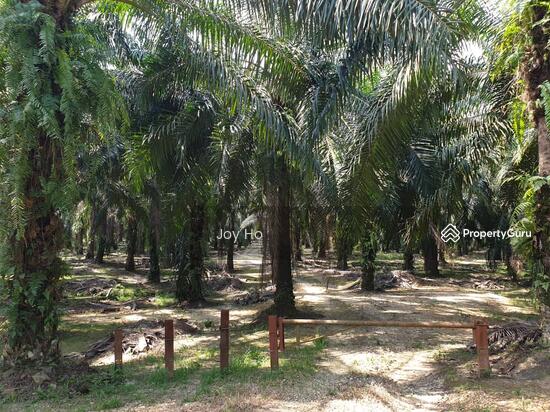 Agriculture Land at Parit, Perak, Parit, Perak Tengah, Perak ...