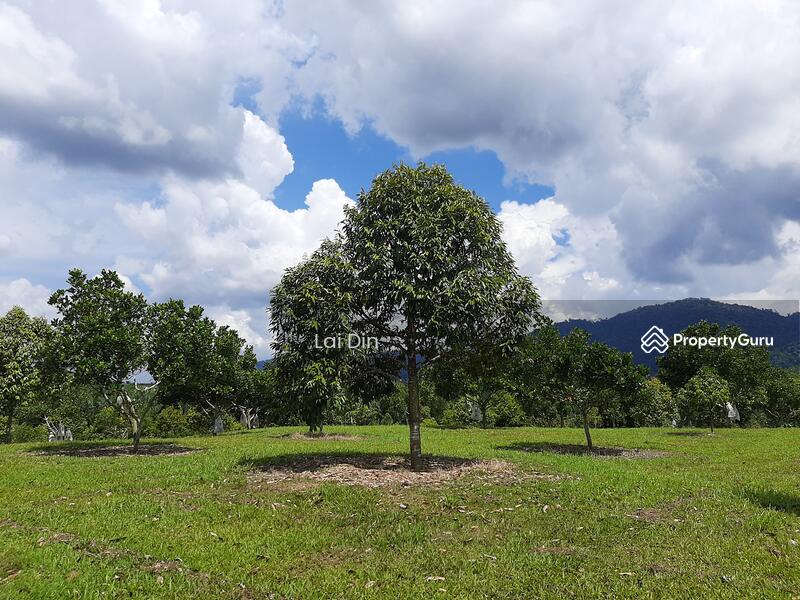 Durian Orchard At Simpang Pertang New Village, Jalan Simpang Durian ...