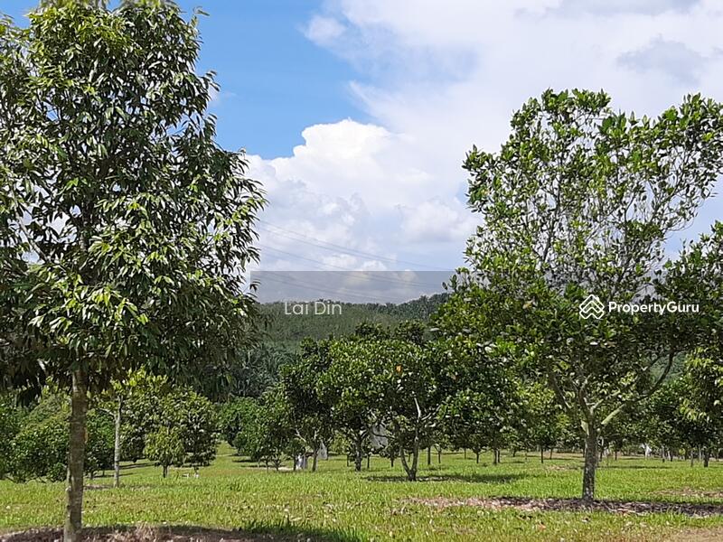 Durian Orchard At Simpang Pertang New Village, Jalan Simpang Durian ...