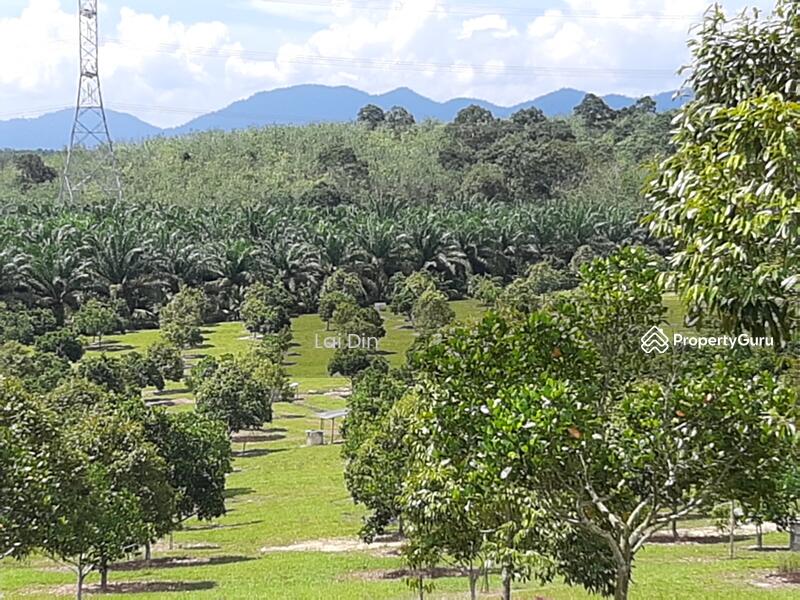 Durian Orchard At Simpang Pertang New Village, Jalan Simpang Durian ...
