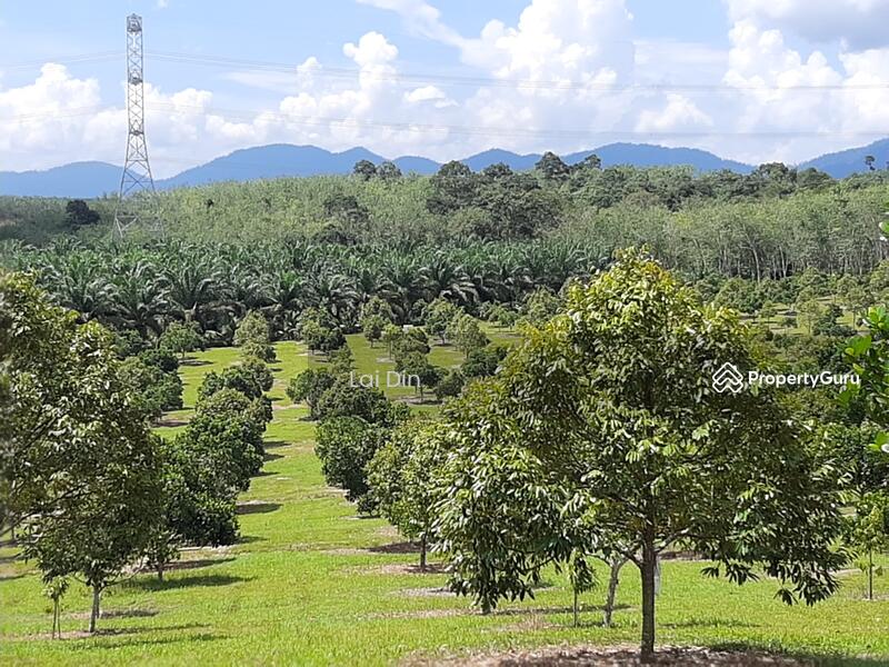 Durian Orchard At Simpang Pertang New Village, Jalan Simpang Durian ...