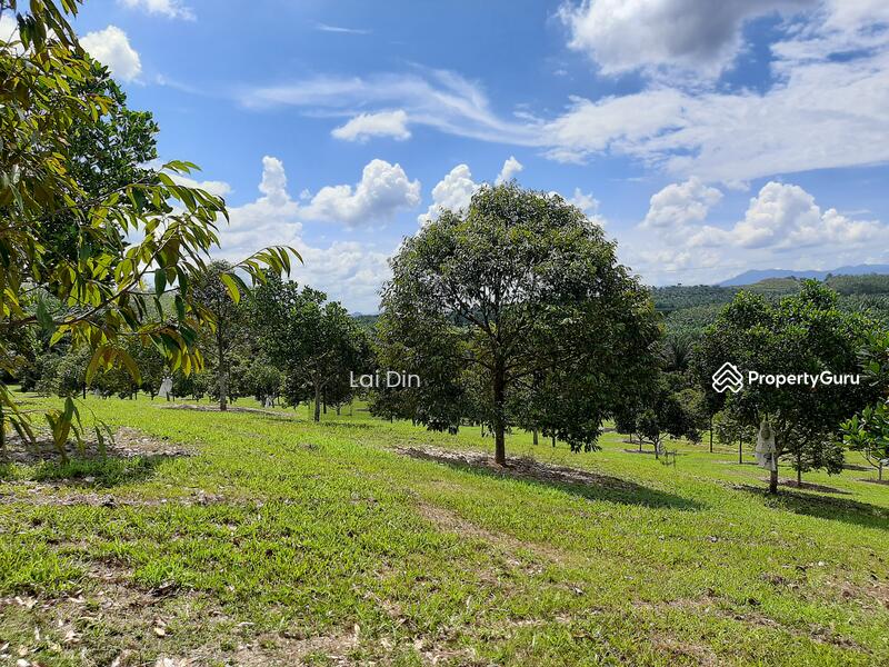 Durian Orchard At Simpang Pertang New Village, Jalan Simpang Durian ...