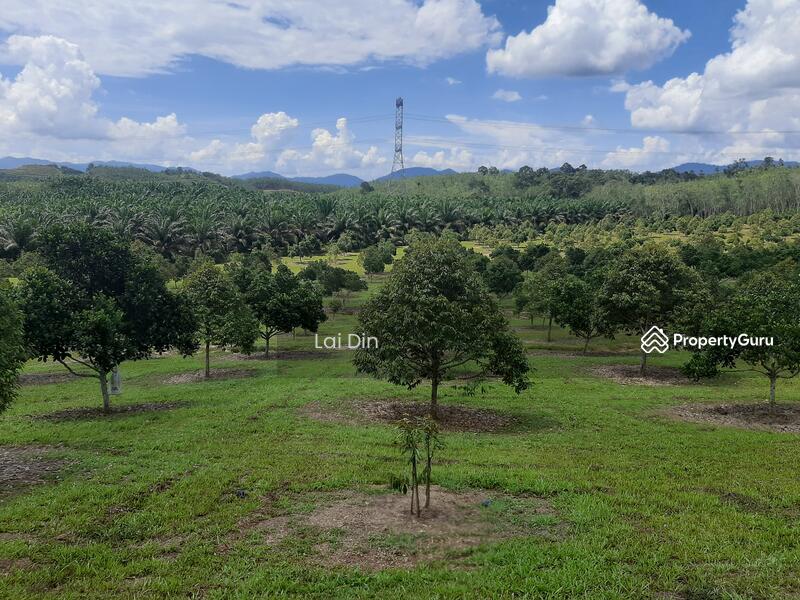 Durian Orchard At Simpang Pertang New Village, Jalan Simpang Durian ...