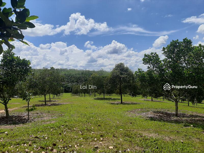 Durian Orchard At Simpang Pertang New Village, Jalan Simpang Durian ...