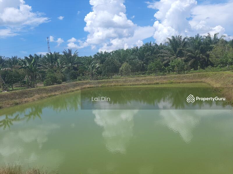 Durian Orchard At Simpang Pertang New Village, Jalan Simpang Durian ...