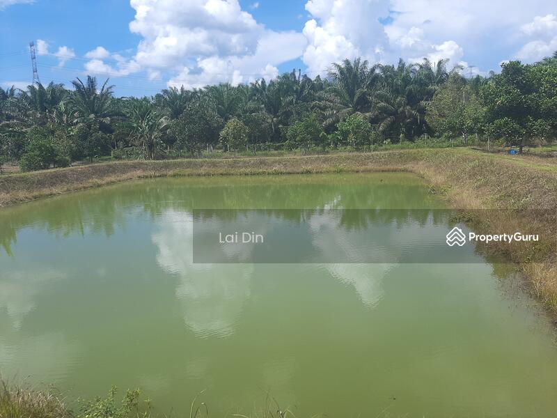 Durian Orchard At Simpang Pertang New Village, Jalan Simpang Durian ...