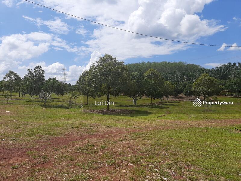 Durian Orchard At Simpang Pertang New Village, Jalan Simpang Durian ...
