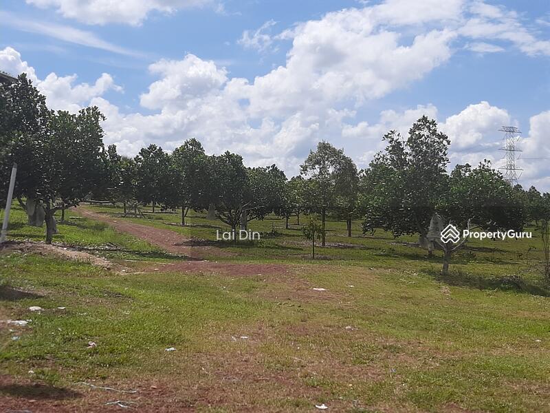 Durian Orchard At Simpang Pertang New Village, Jalan Simpang Durian ...