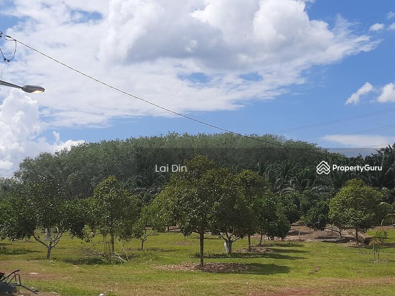 Durian Orchard At Simpang Pertang New Village, Jalan Simpang Durian ...