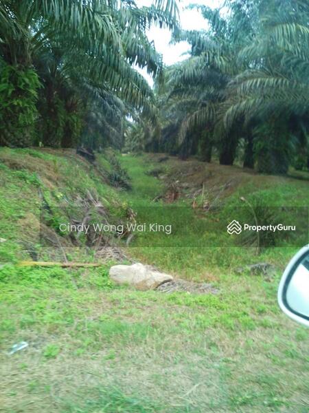 FOR SALE-OIL PALM PLANTATION-500acres-Daerah Rompin, Keratong, Pahang ...
