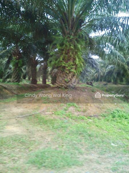 FOR SALE-OIL PALM PLANTATION-500acres-Daerah Rompin, Keratong, Pahang ...