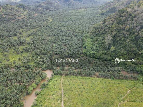 Agricultural Land for Sale in Kuala Kangsar (Perak) - LUCAS FONG