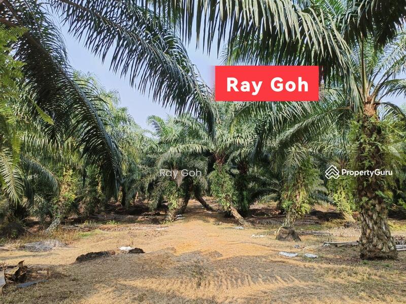 Agriculture Land for Sale (Oil Palm Estate) at Pekan Meru, Batu 7 ...