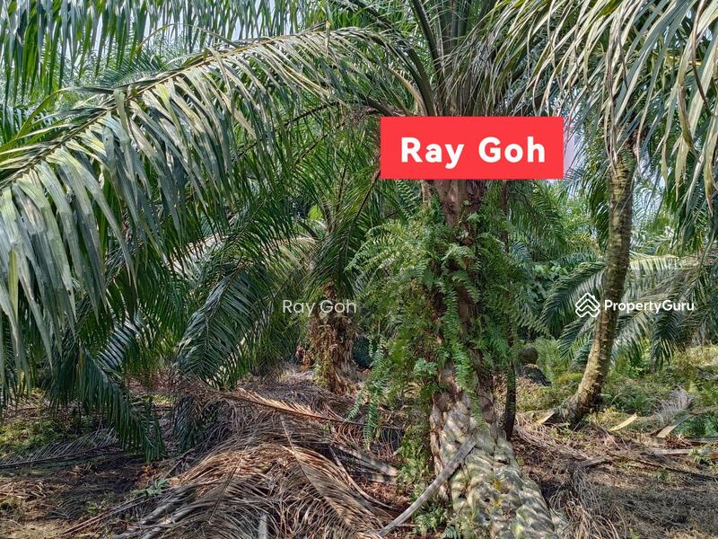 Agriculture Land for Sale (Oil Palm Estate) at Pekan Meru, Batu 7 ...