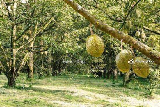 Land For Sale In Simpang Pertang, Negeri Sembilan, Simpang Pertang ...