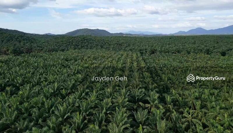 Bukit Selambau, Sungai Petani SP Kedah, Jitra, Kedah, Agricultural ...