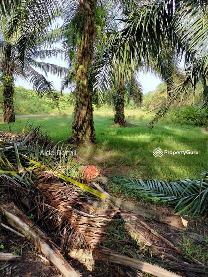 TANAH KELAPA SAWIT UNTUK DIJUAL - DI AYER TAWAR, PERAK untuk Untuk ...