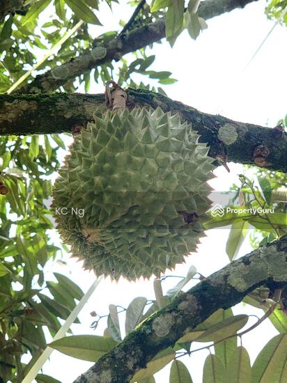 Raub, Bentong, Sungai Dua Durian Farm, Musang King, Black Thorn ...