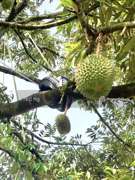Raub, Bentong, Sungai Dua Durian Farm, Musang King, Black Thorn ...