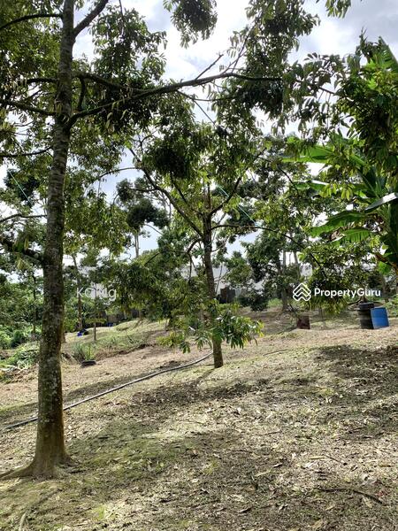 Raub, Bentong, Sungai Dua Durian Farm, Musang King, Black Thorn ...