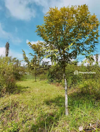 Raub, Cheroh, Pahang Durian Farm For Sale, Musang King, Black Thorn ...