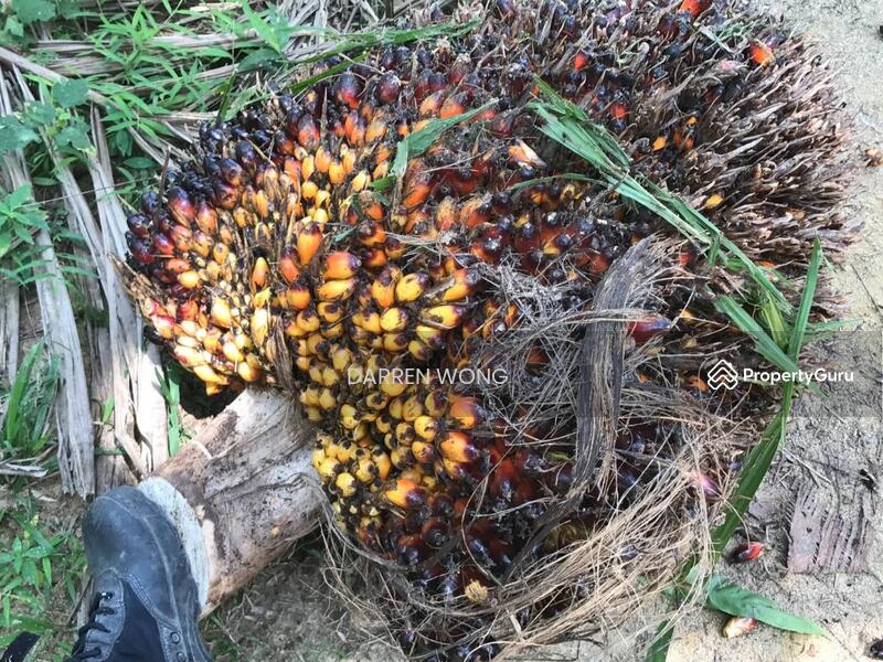Agriculture land at Johol, Johol, Kuala Pilah, Negeri Sembilan ...