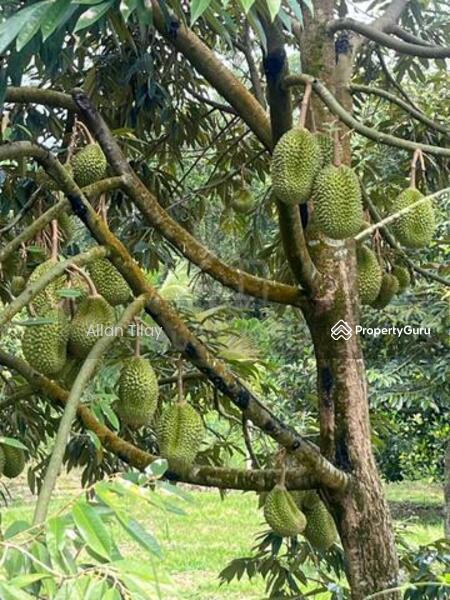 Karak Durian Land, Karak, Pahang, , , Agricultural Land For Sale, by ...