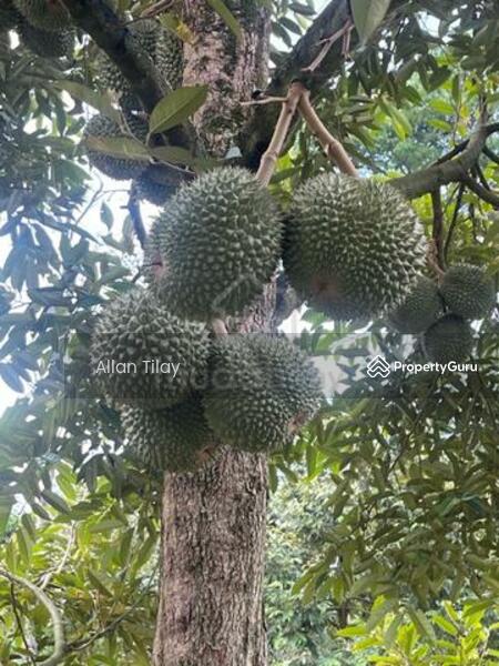 Karak Durian Land, Karak, Pahang, , , Agricultural Land For Sale, by ...