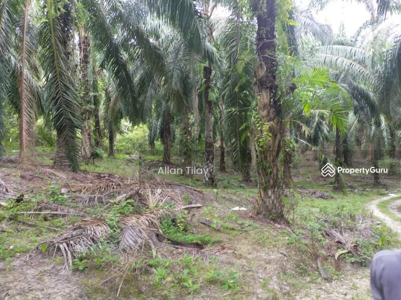 Parit Perak Freehold Non Bumi Oil Palm Land, Parit, Perak Tengah, Perak ...
