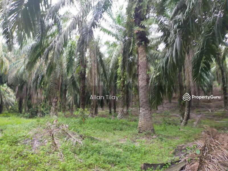 Parit Perak Freehold Non Bumi Oil Palm Land, Parit, Perak Tengah, Perak ...