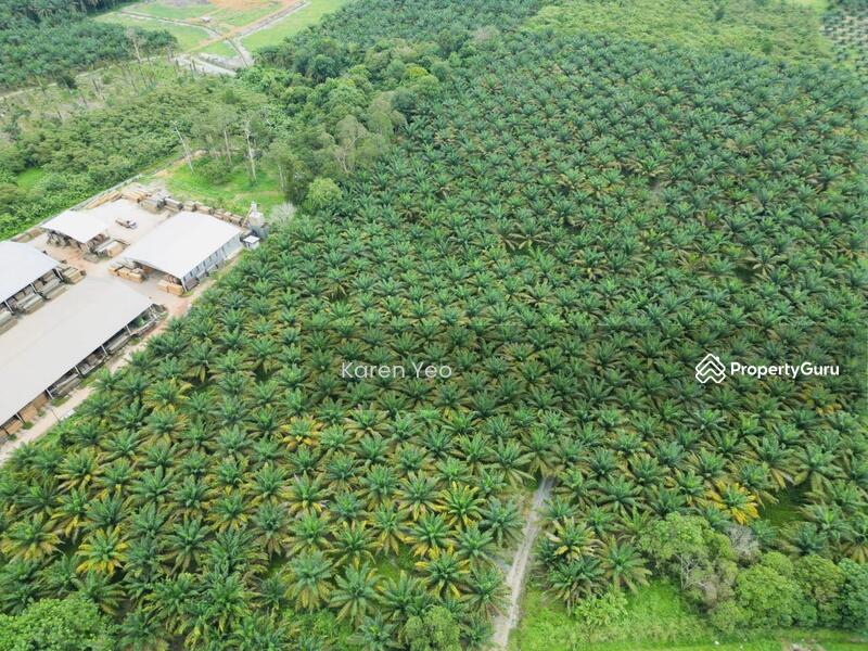 Yong Peng, Yong Peng, Batu Pahat, Johor, , , Agricultural Land For Sale ...