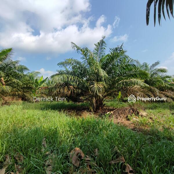 Kulai Kulai Kulais, Kulai, Kampung Rahmat,Sedenak,Kelapa Sawit, Kampung ...