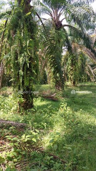 Palm Oil Land for Sales/ N9@ Port Dickson/ 6.79 acres/ Freehold untuk ...