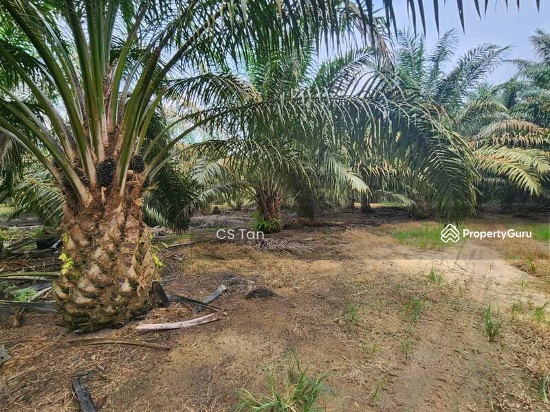 Negeri Sembilan Kuala Pilah Johol 475 acres Palm Oil Land for SALE ...