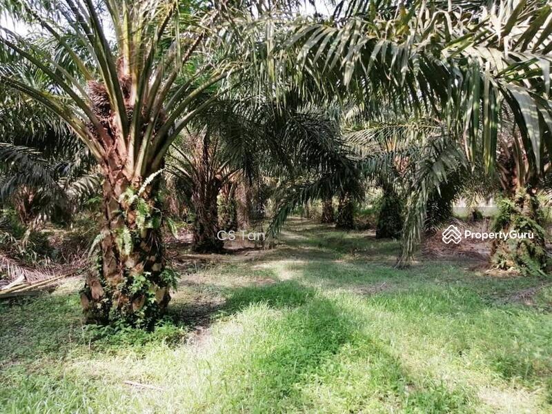 Negeri Sembilan Kuala Pilah Johol 475 acres Palm Oil Land for SALE ...
