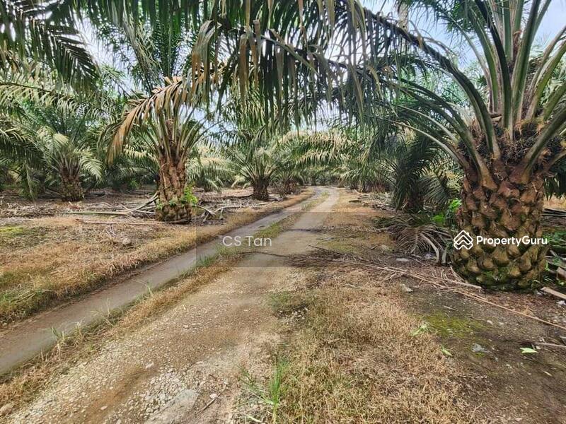 Negeri Sembilan Kuala Pilah Johol 475 acres Palm Oil Land for SALE ...