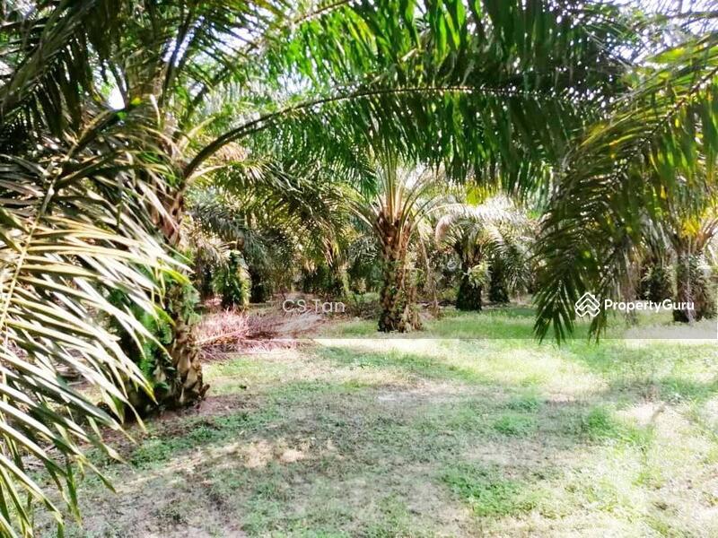 Negeri Sembilan Kuala Pilah Johol 475 acres Palm Oil Land for SALE ...