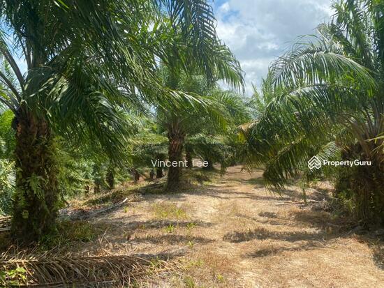 Agricultural Land for Sale in Taman Air Merah (Mersing) - Vincent Tee