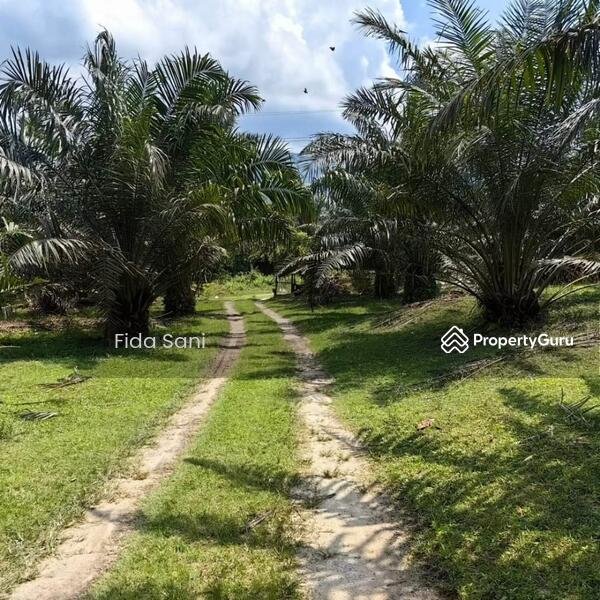 Agriculture land at Temoh, Temoh, Perak, , , Agricultural Land For Sale ...