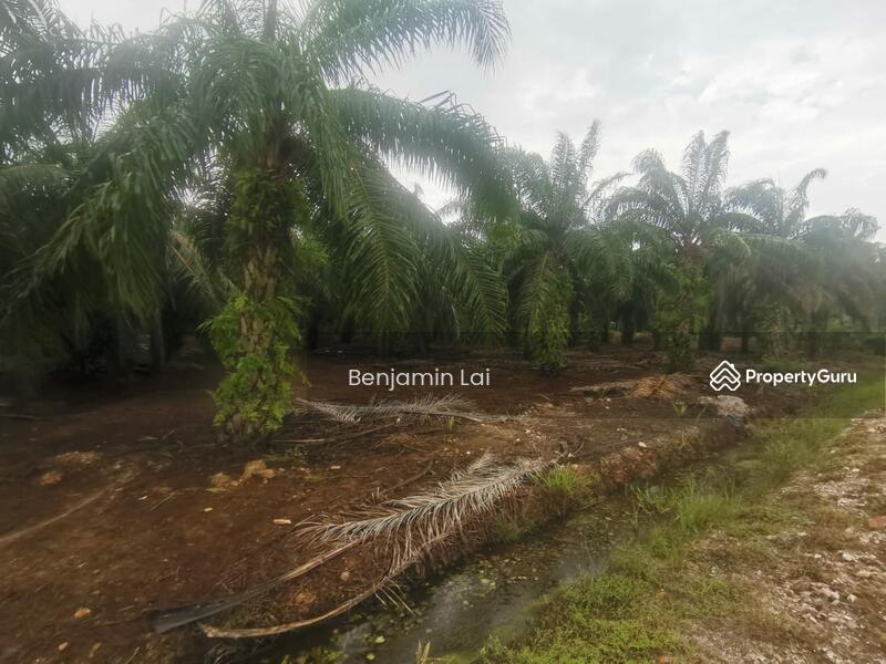 Ijok, Kuala Selangor Freehold Agricultural Land For Sale untuk Untuk ...