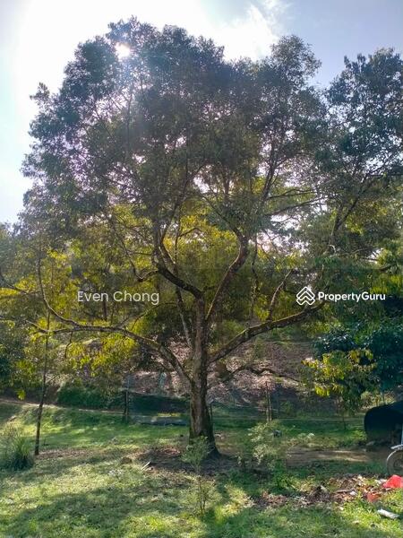 Raub Agricultural Land, Pahang, Cheroh, Raub, Pahang, , , Agricultural ...