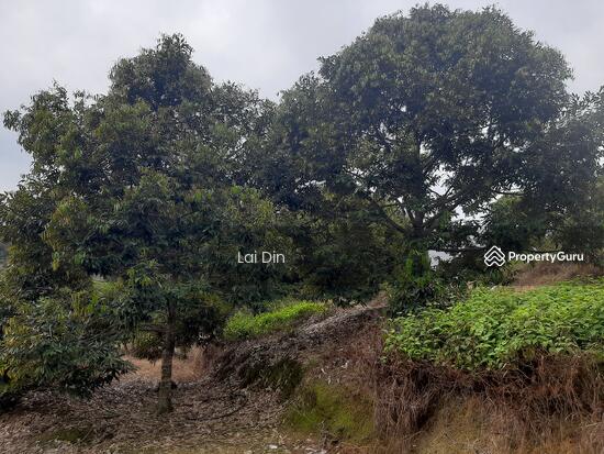 Durian orchard at Pertang Negeri Sembilan untuk Untuk Dijual - RM ...
