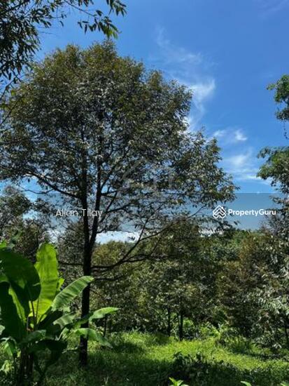 Durian Plantation @ Sungkai, Pekan Lama, Sungkai, Perak ...