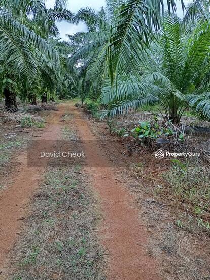 Worth Deal // Exisitng Palm Oil // Jimah, Port Dickson//3.16 Acre ...