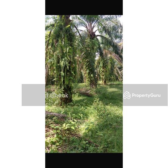 Palm Oil/Seremban// Port Dickson/Jimah/ 6.79 acres/ Freehold, Kampung ...