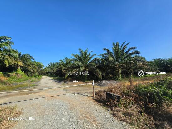 Kota Tinggi, Sedili, Gunung Panti, Kampung Panti, Kota Tinggi, Johor ...