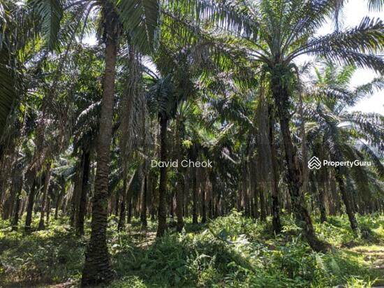 Agricultural Land for Sale in Kampung Jimah Lama (Jimah) - David Cheok