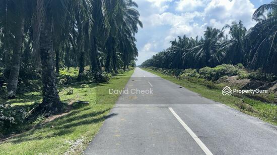 Morib, banting, Kuala Langat, Selangor, main road side, Palm Oil Trees ...