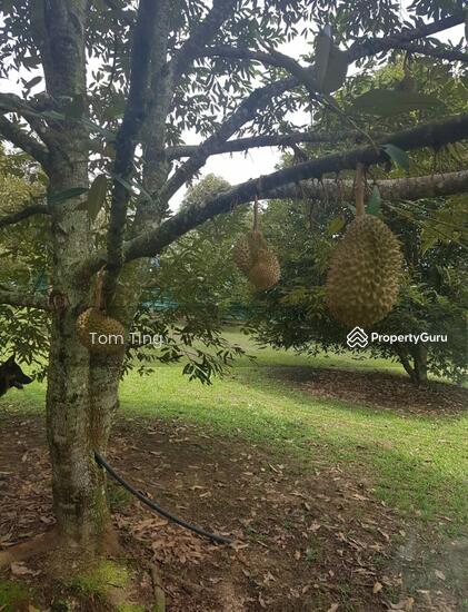 Agriculture Land Durian Orchard @ Karak Toll Plaza, Karak, Pahang ...