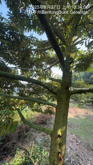 Agricultural Land for Sale in Bentong (Pahang) - ERIK OH